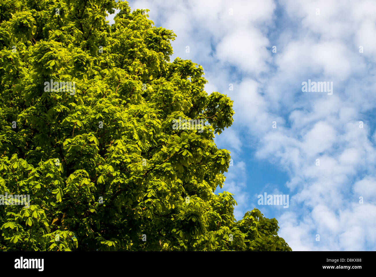 Beautiful tree and sky with clouds Stock Photo - Alamy