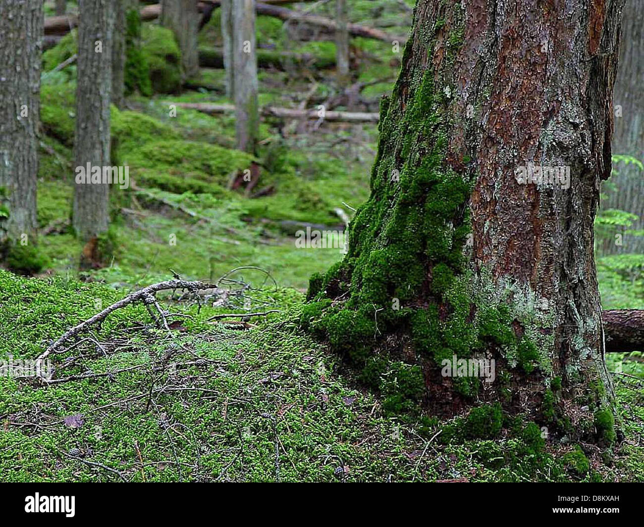 This image shows a dense forest with trees covered in moss. The green ...