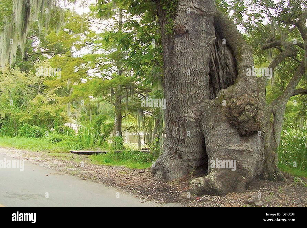 A large, mature tree known as a 'mother tree,' which serves as a ...