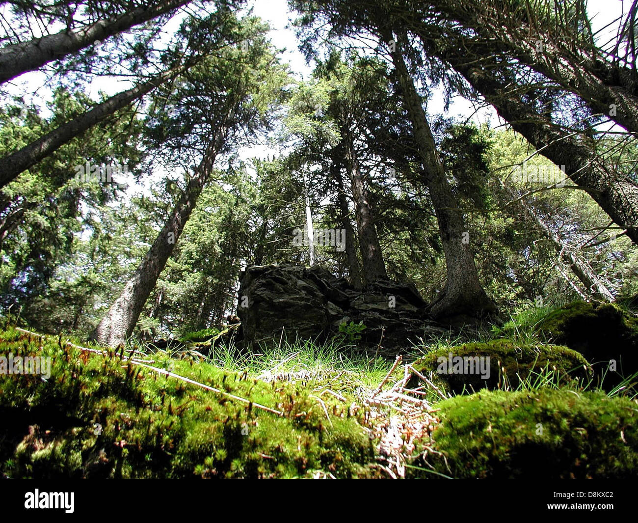 The image captures a dense, untouched mountain forest, with towering ...