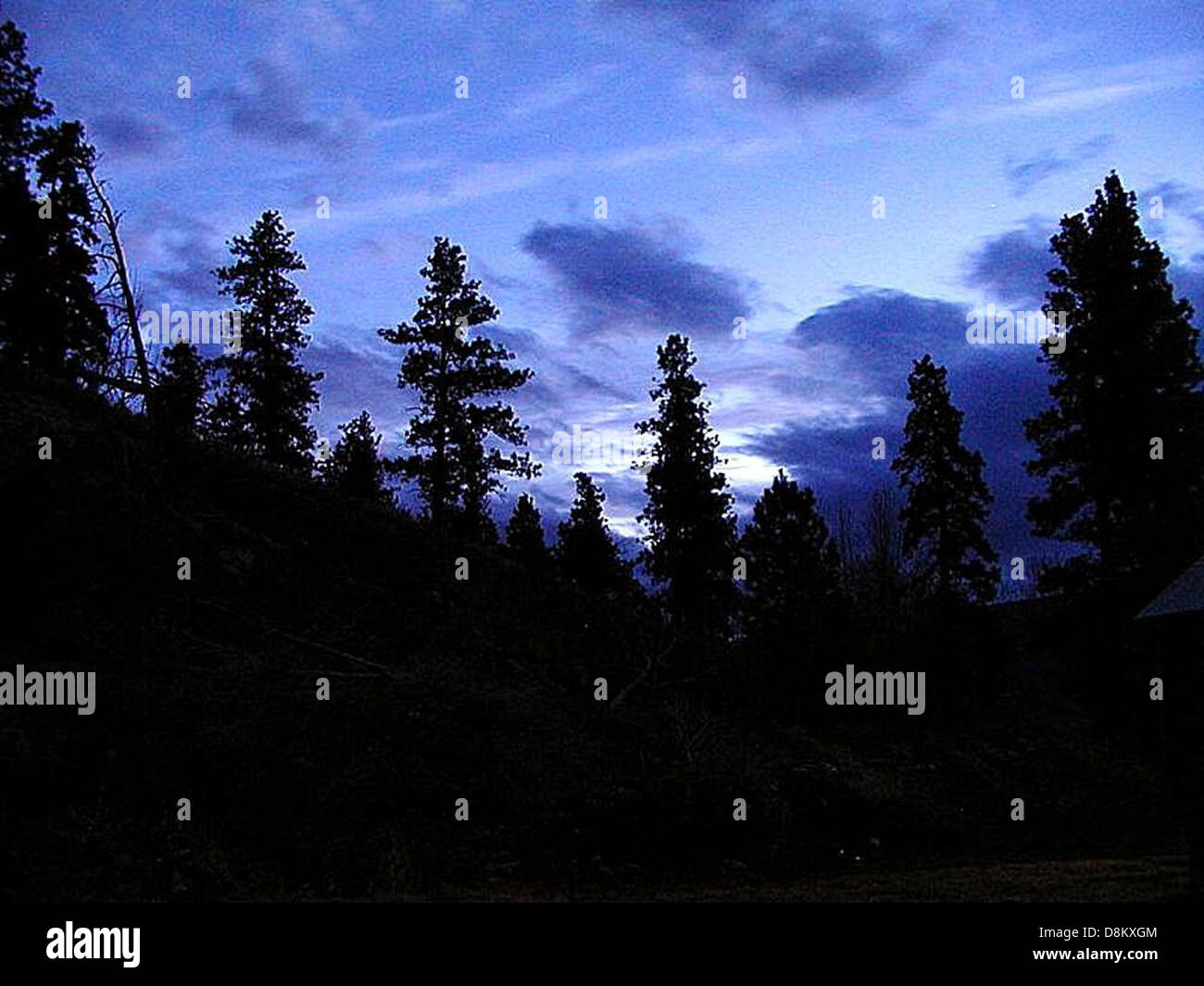 Night trees forest Stock Photo - Alamy