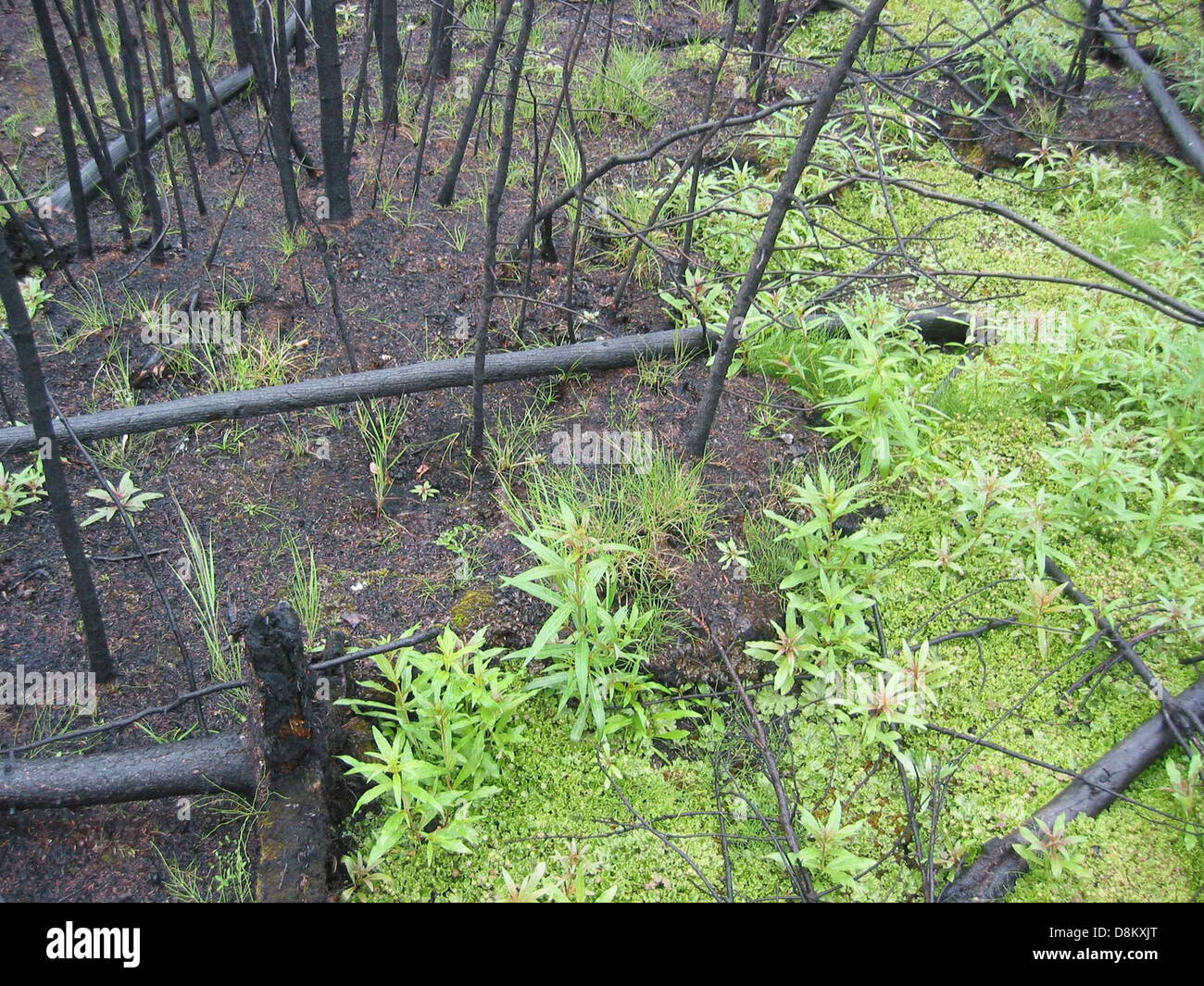 A forest recovering one year after a fire, with new growth emerging ...