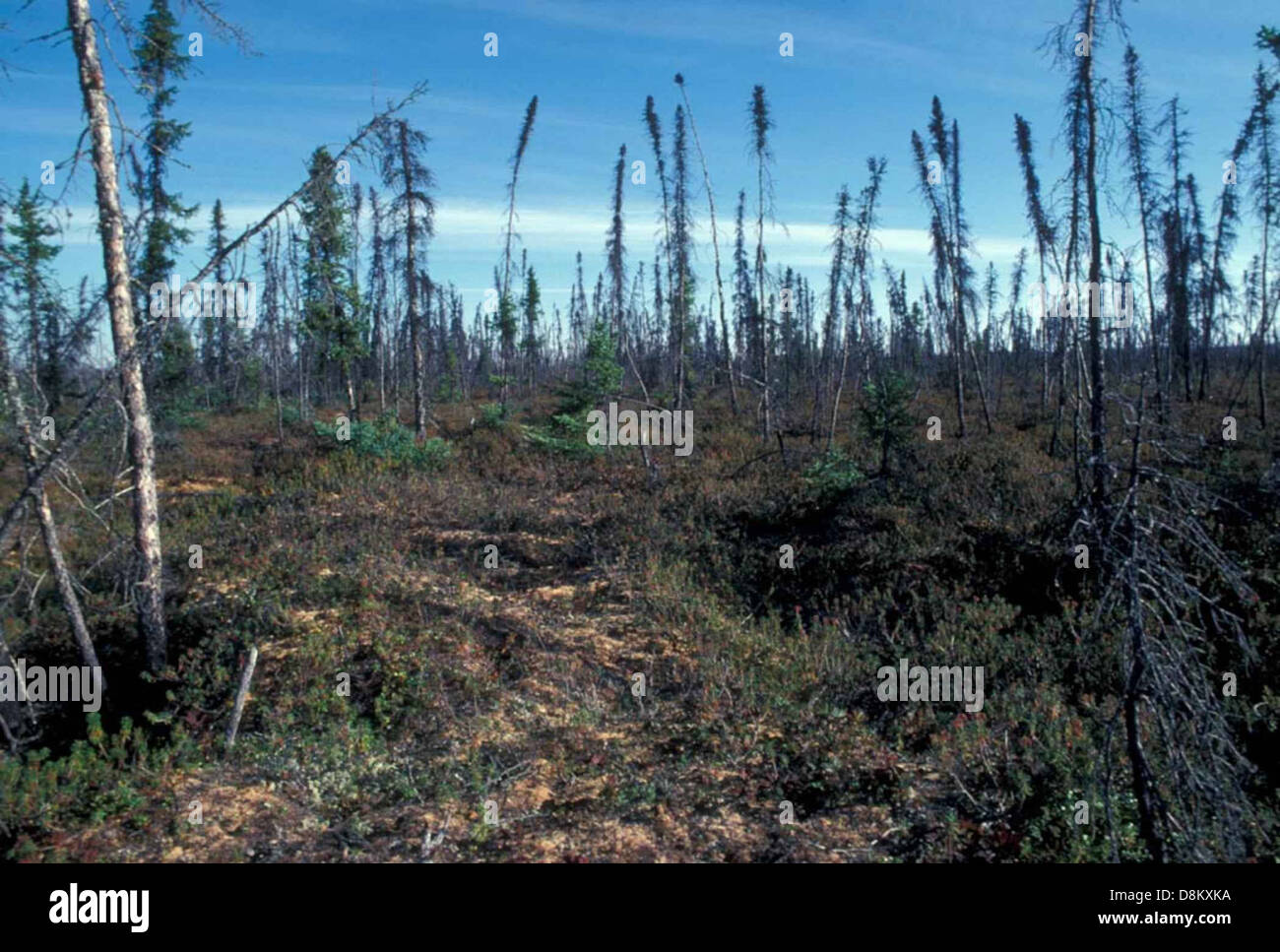 An open, low-growing spruce forest is shown, with scattered trees and ...