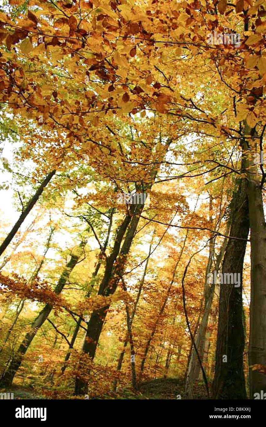 The vibrant orange colors of autumn leaves fill the forest. The image ...