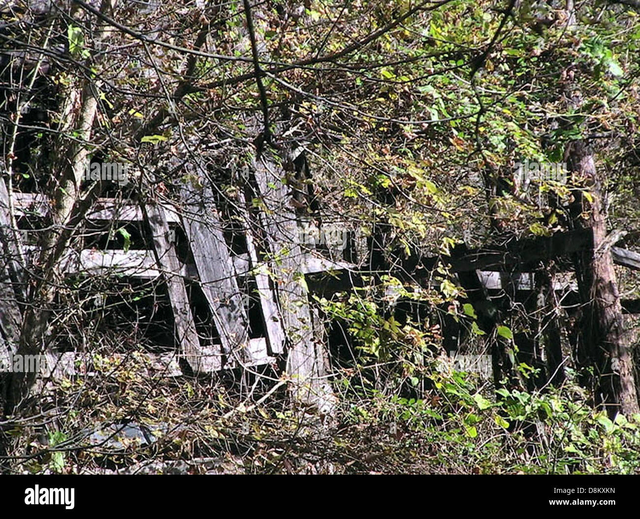 An overgrown barn, partially hidden by dense vegetation, with vines and plants covering the ...