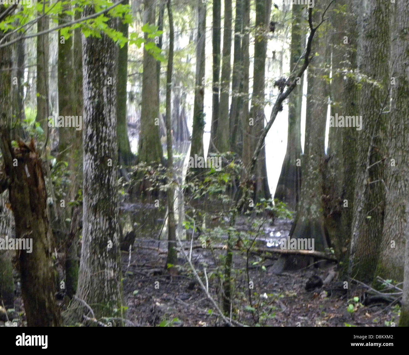 An overgrown forest during a spring flood, with trees partially ...
