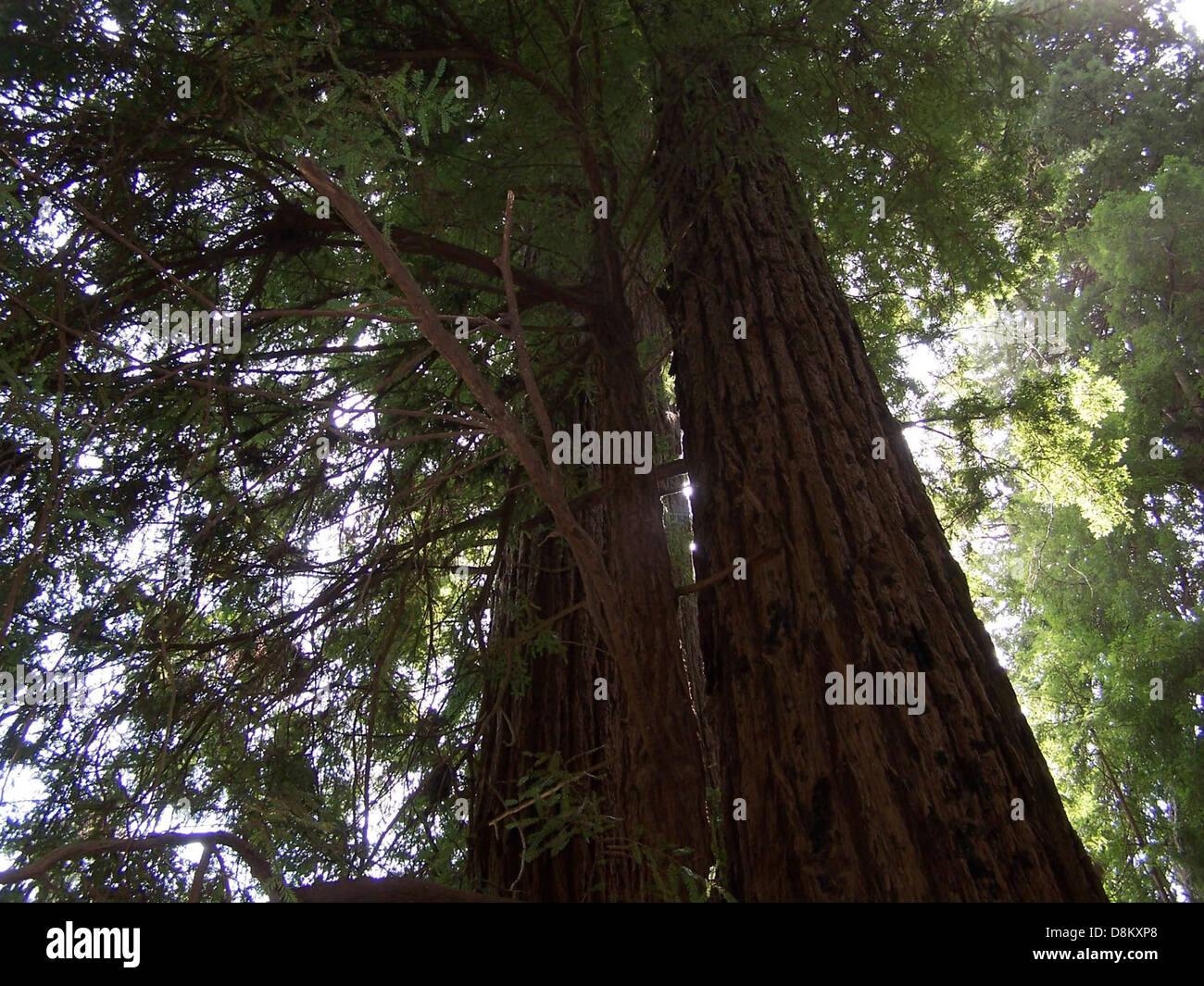 A perspective view of towering redwoods in a forest, highlighting the ...