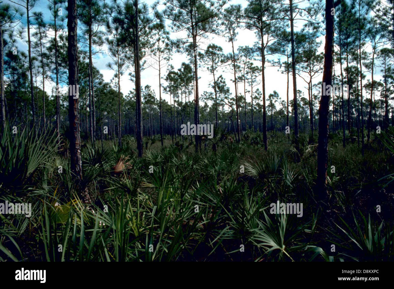 The Pinelands, also known as the New Jersey Pine Barrens, is a unique ...