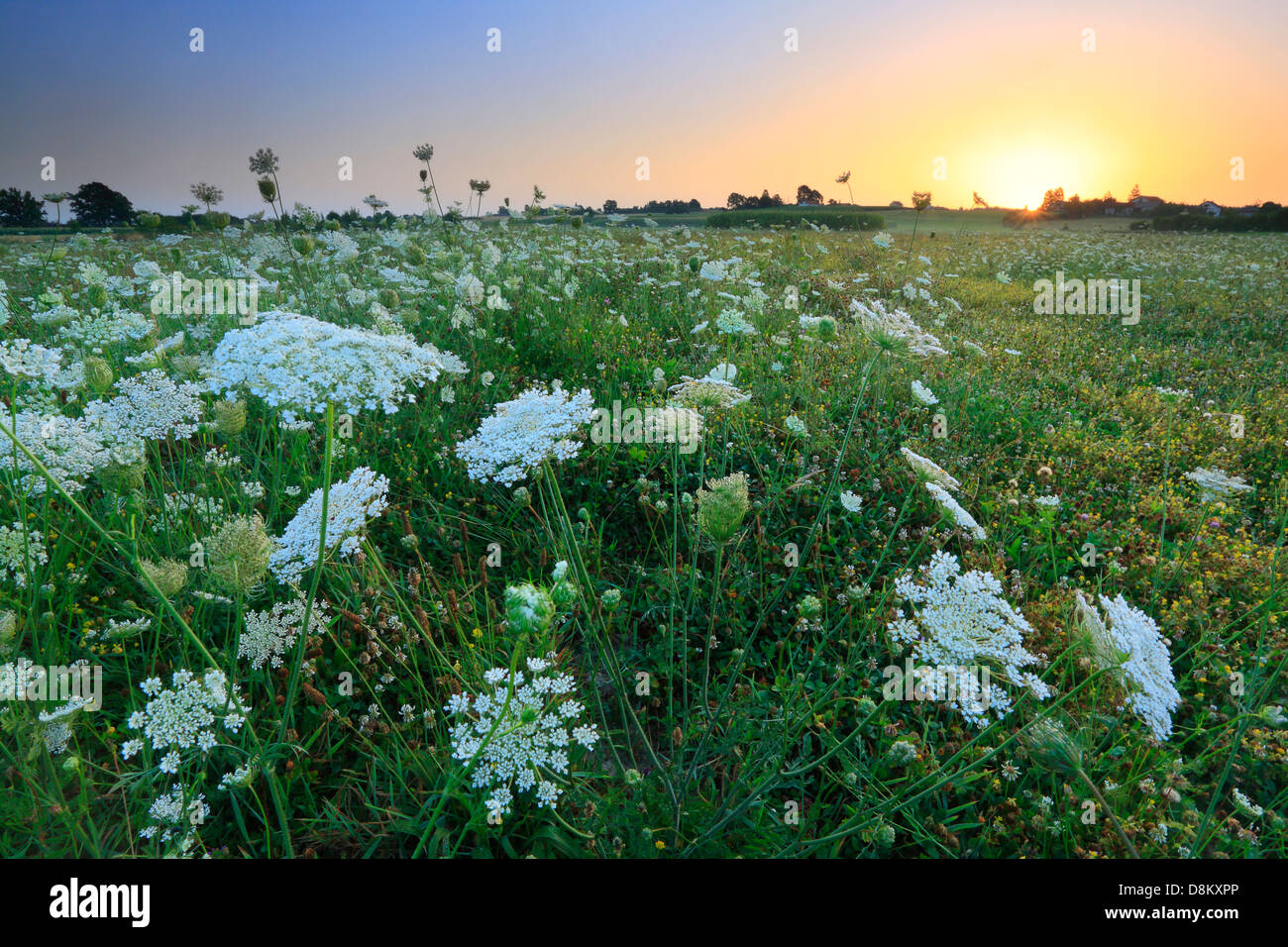 Nature sunrise over green meadow hi-res stock photography and images ...