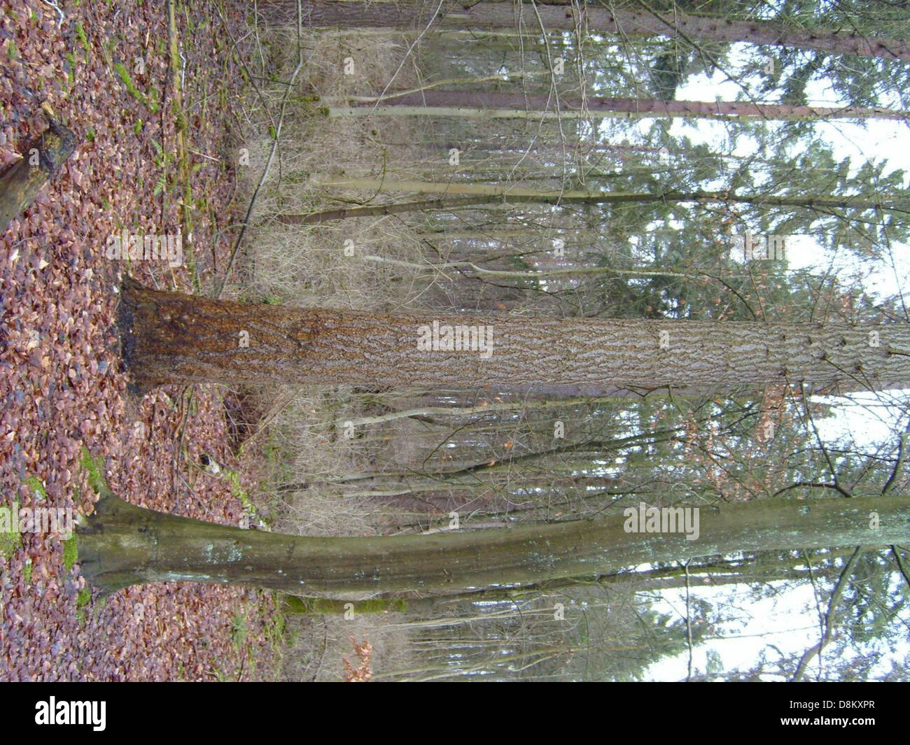 This image features the trunk of a pine tree, showcasing its textured ...