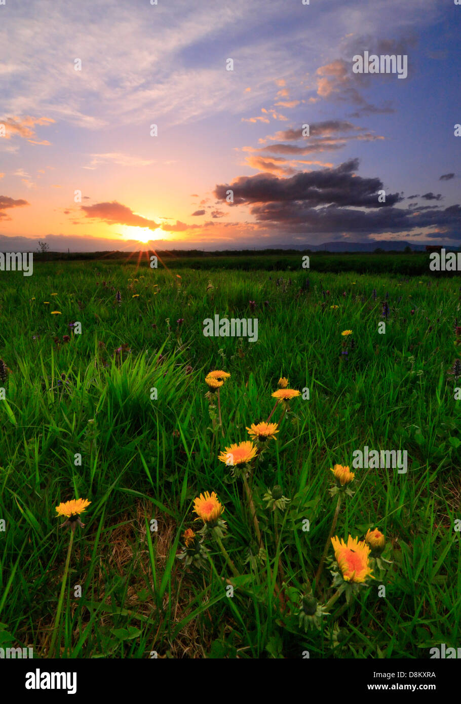 Nature sunrise over green meadow hi-res stock photography and images ...