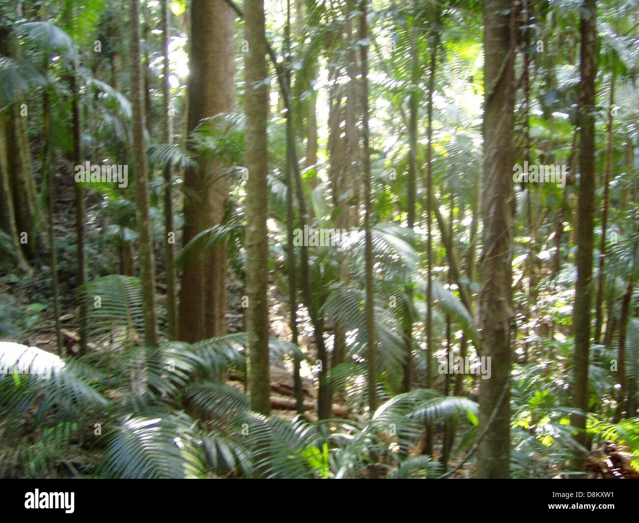 A lush and dense rainforest ecosystem, showcasing towering trees, dense ...