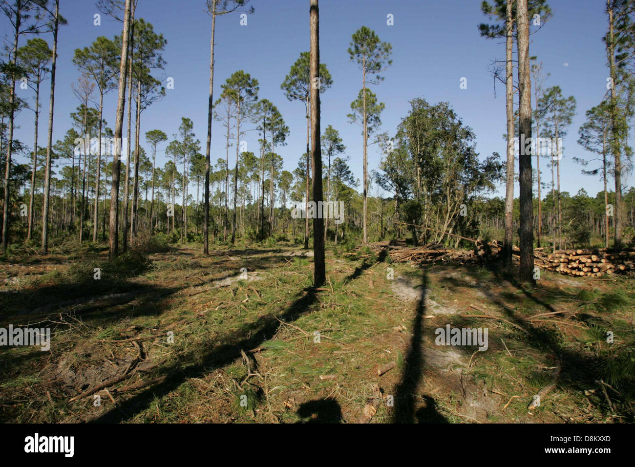 A restored pine forest, showcasing the revitalization of natural ...