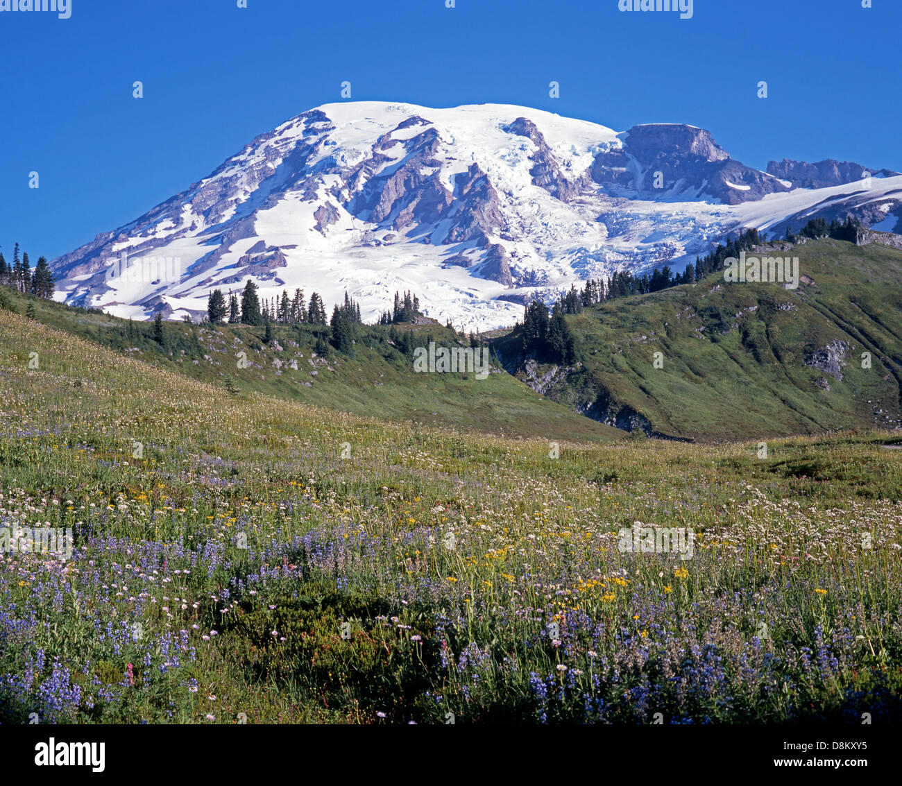 Mount Ranier to rear viewed from Paradise, Mount Ranier National Park ...
