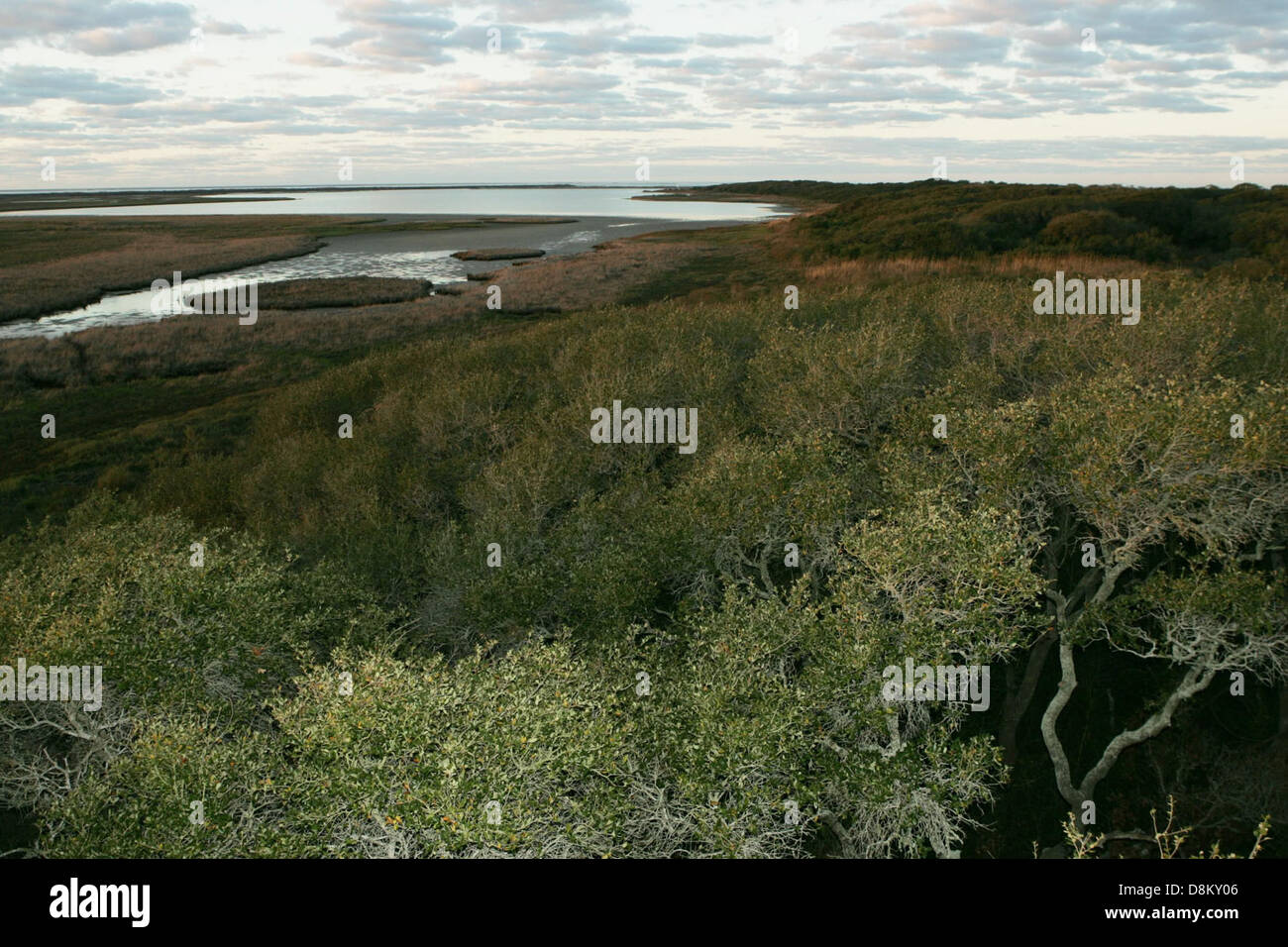 This image shows a scenic view from above a tree canopy, offering a ...