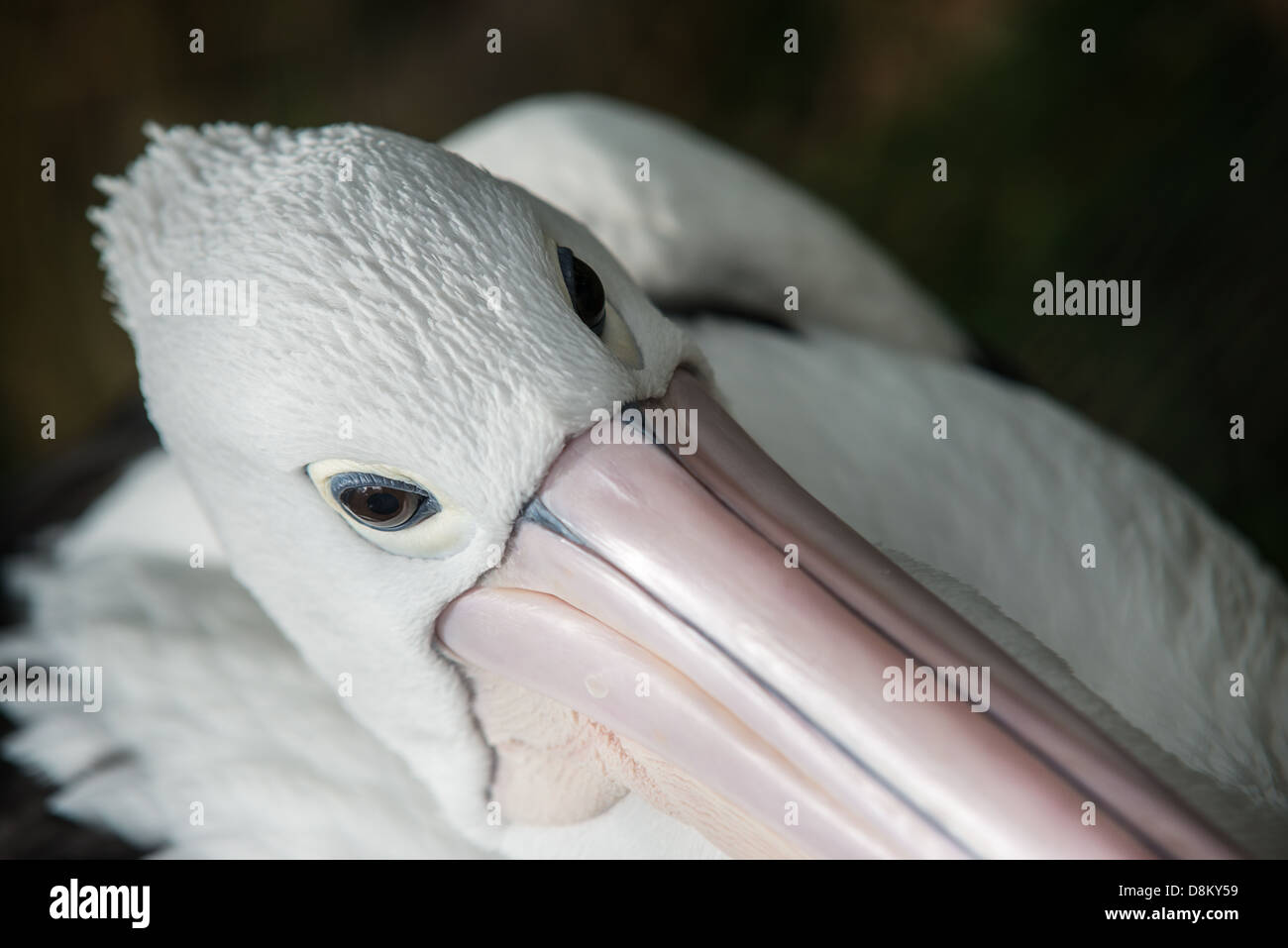 Australian pelican head hi-res stock photography and images - Alamy