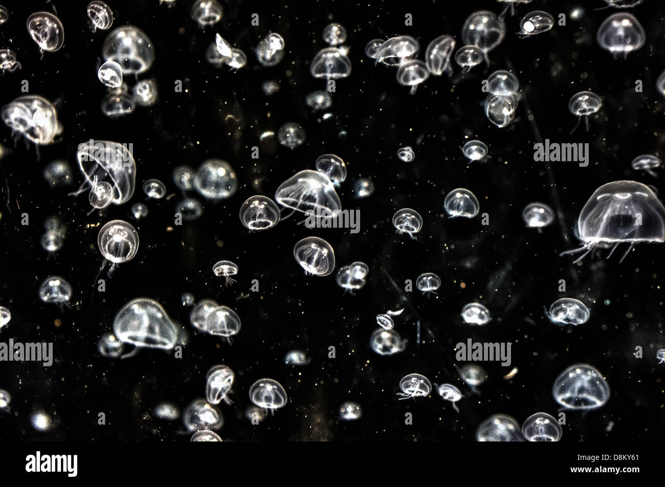 Juvenile cnidaria floating in their own universe Stock Photo - Alamy