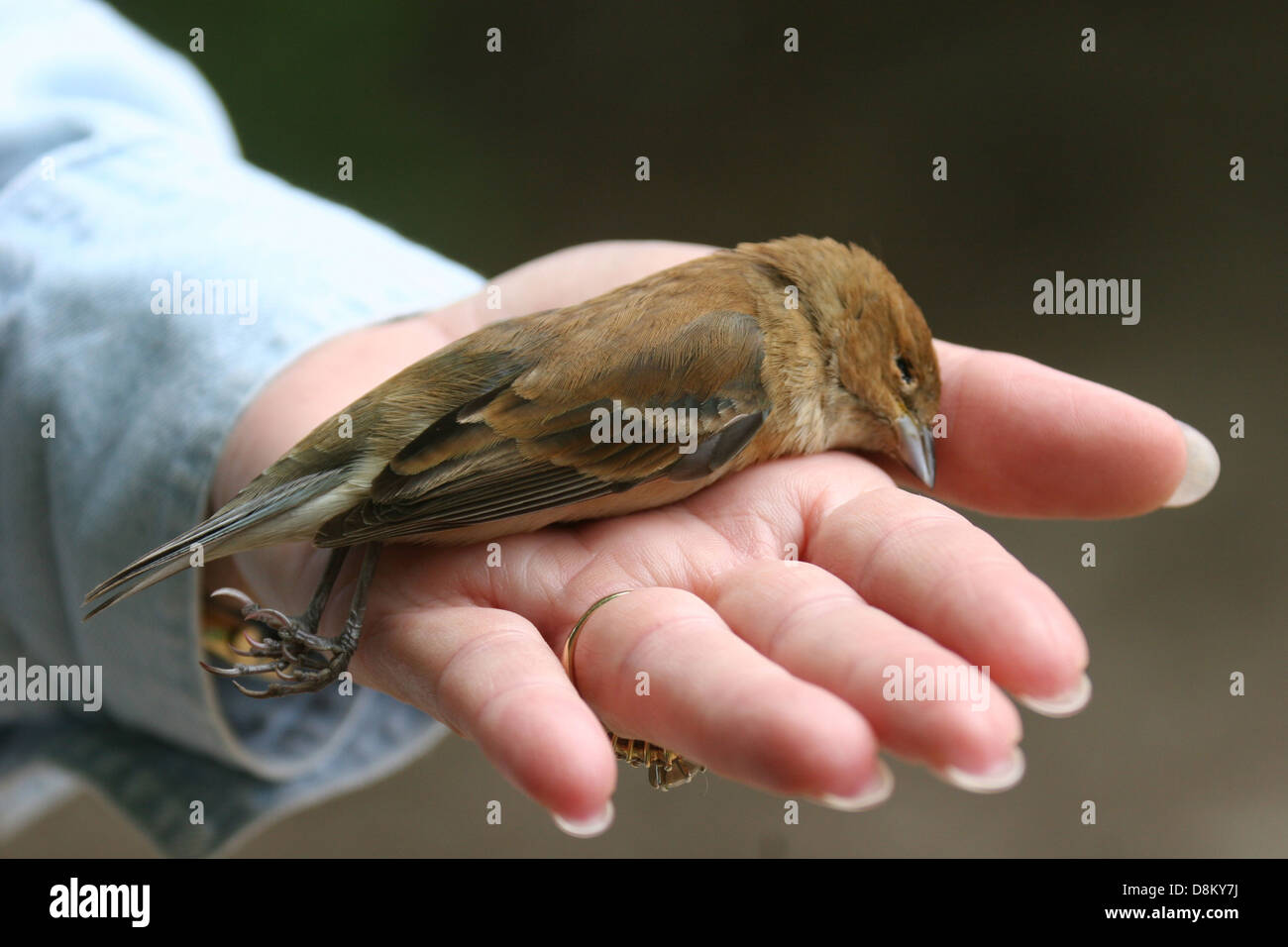 Woman hand close up, holding dead bird-Indigo bunting, High Island ...