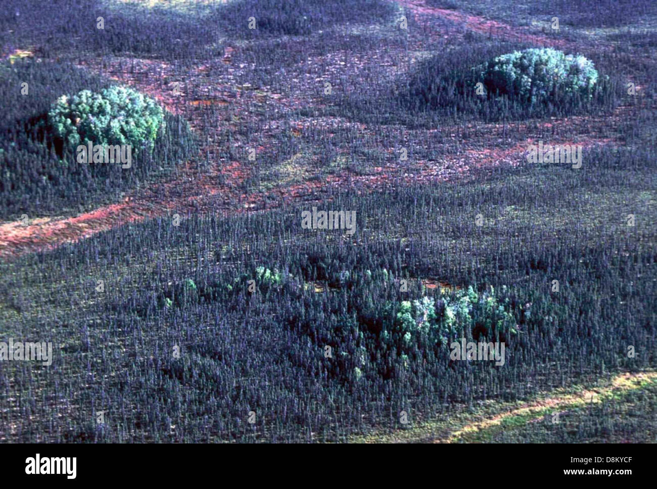 A dense spruce forest in a national reserve, with tall trees and thick ...