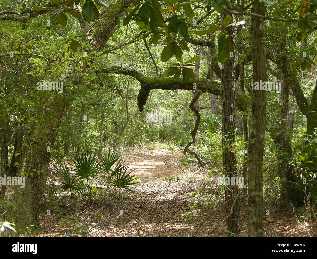 A sunlit path winding through a maritime forest habitat, with light ...