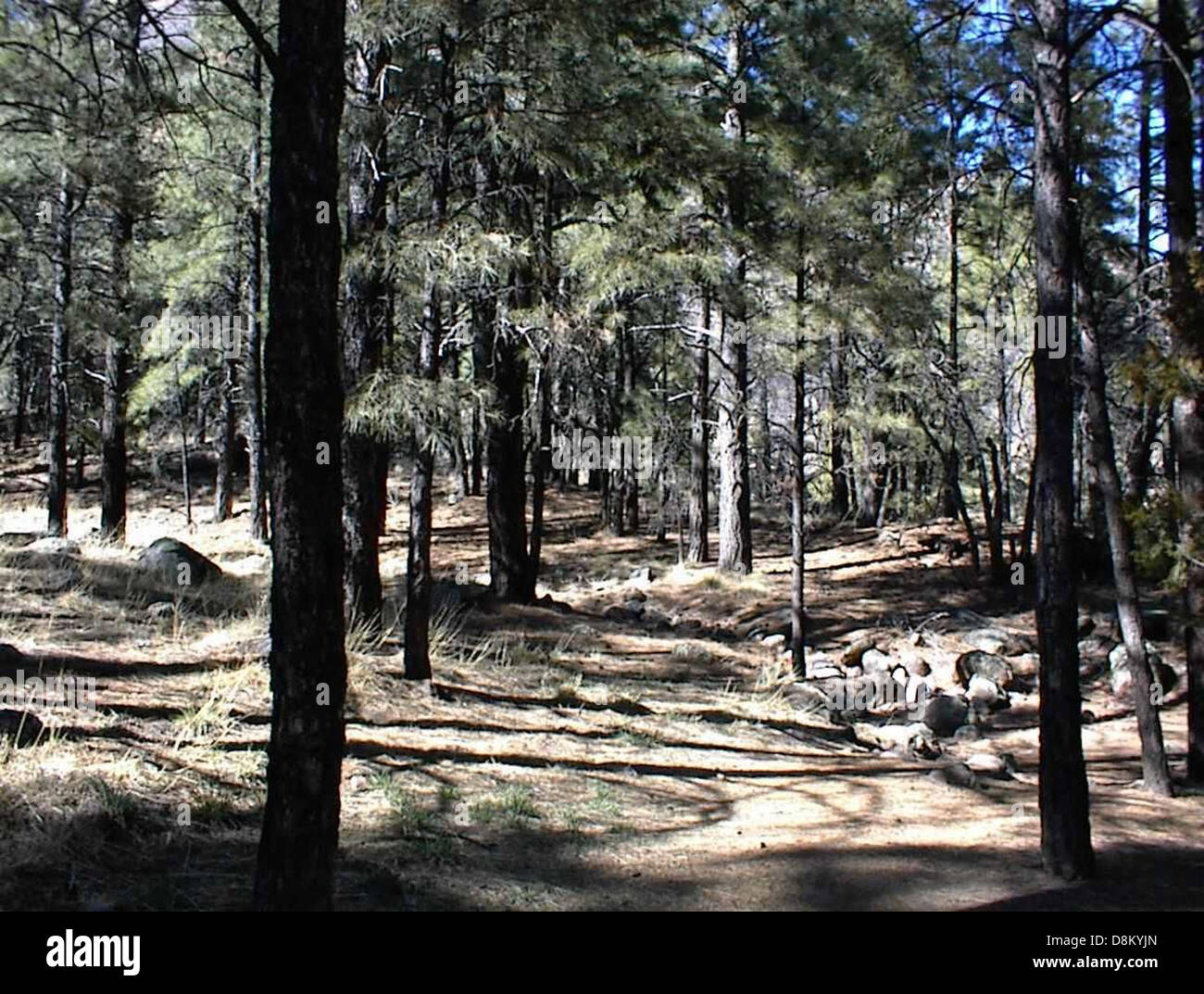 A view of the typical forest landscape surrounding Flagstaff, Arizona ...