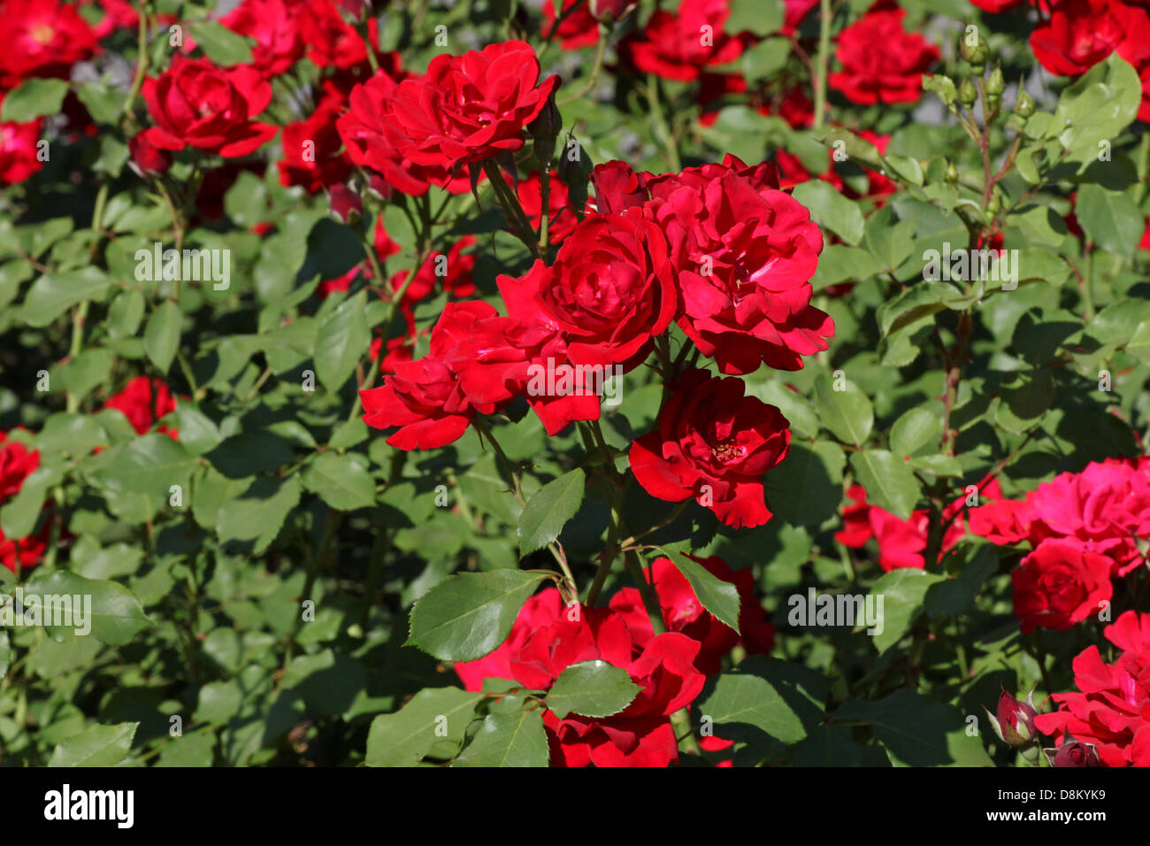 flowerbed with red roses Stock Photo - Alamy