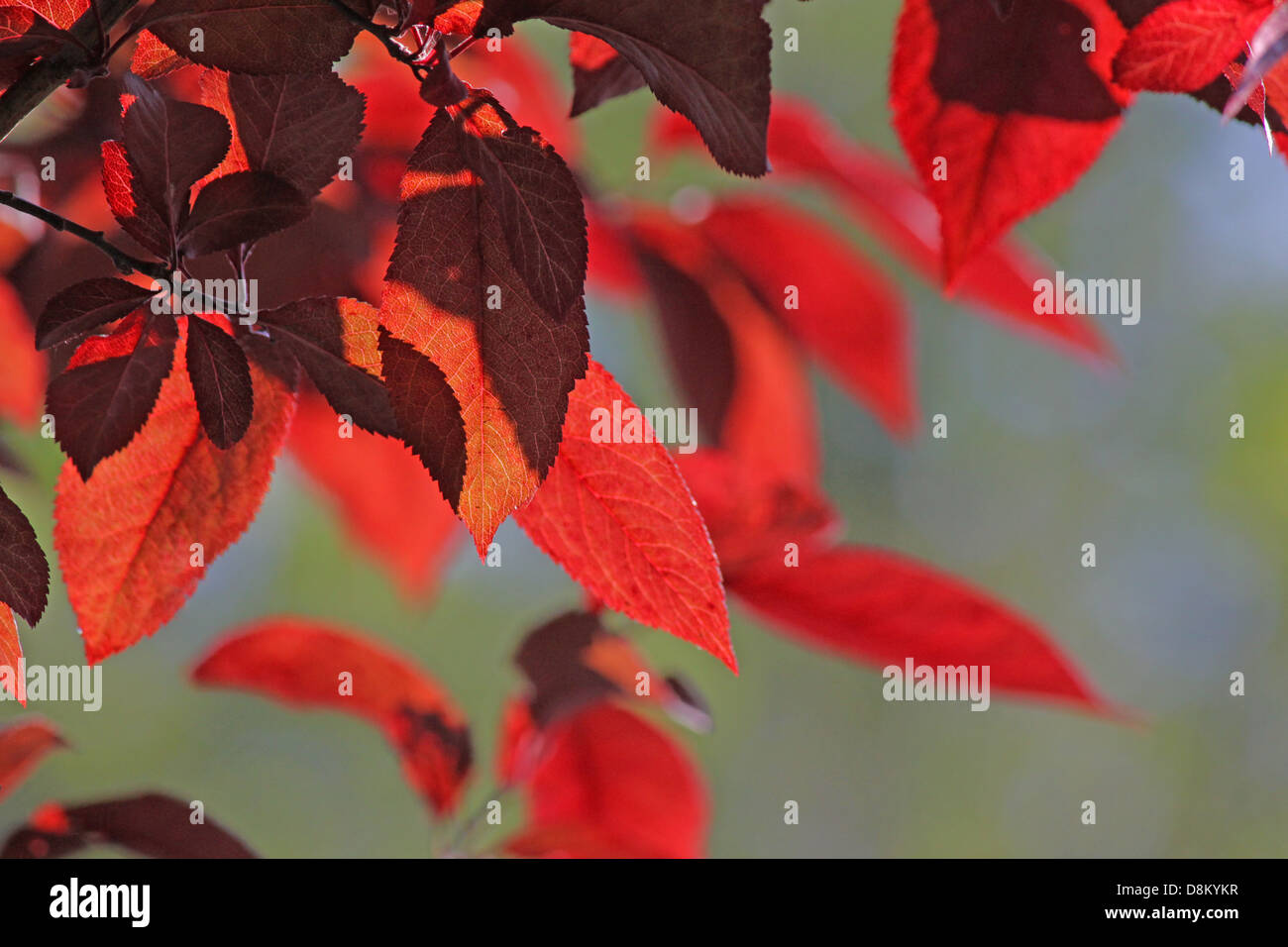 branches of tree with red leaves Stock Photo - Alamy
