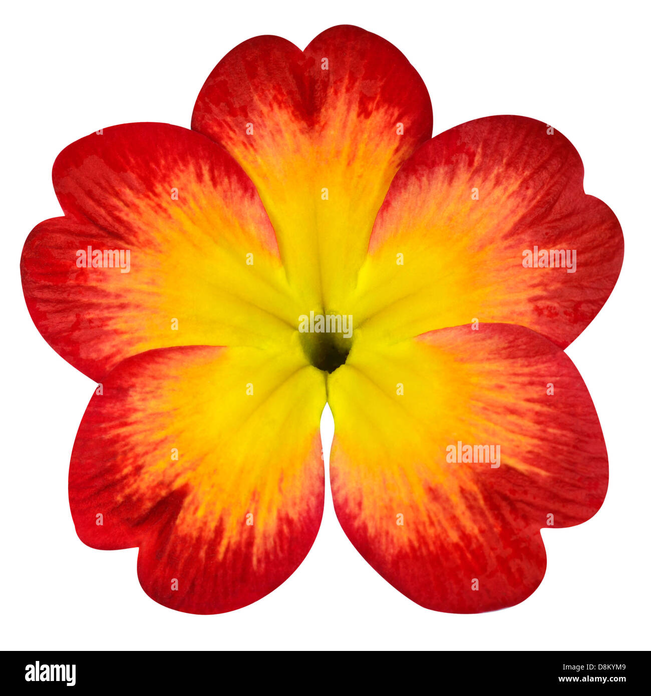 Red Primrose Flower with Yellow Center Isolated on White Background ...