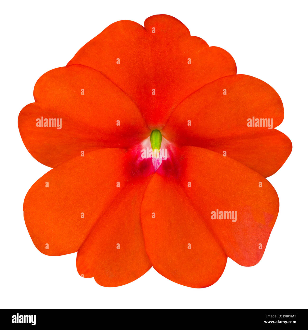 Orange Primrose like Flower Isolated on White Background. Macro Closeup ...