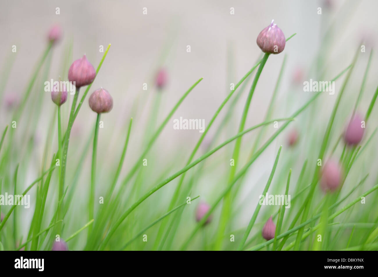Photograph of purple flower buds Stock Photo - Alamy
