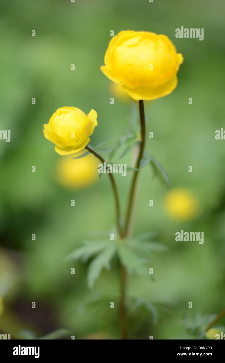 Photo of yellow flowers Stock Photo - Alamy