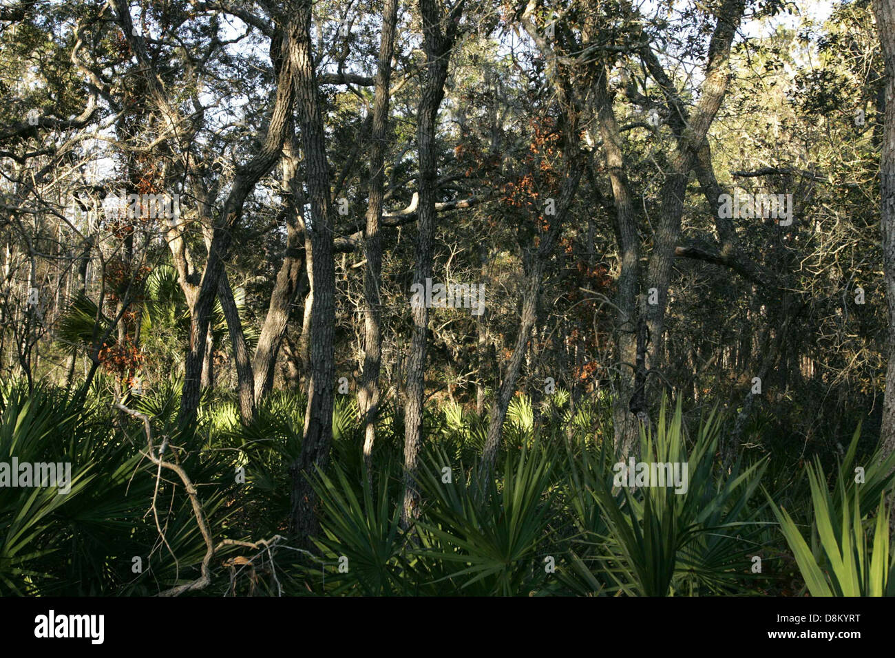 A variety of tropical plants and flora in a forest setting ...
