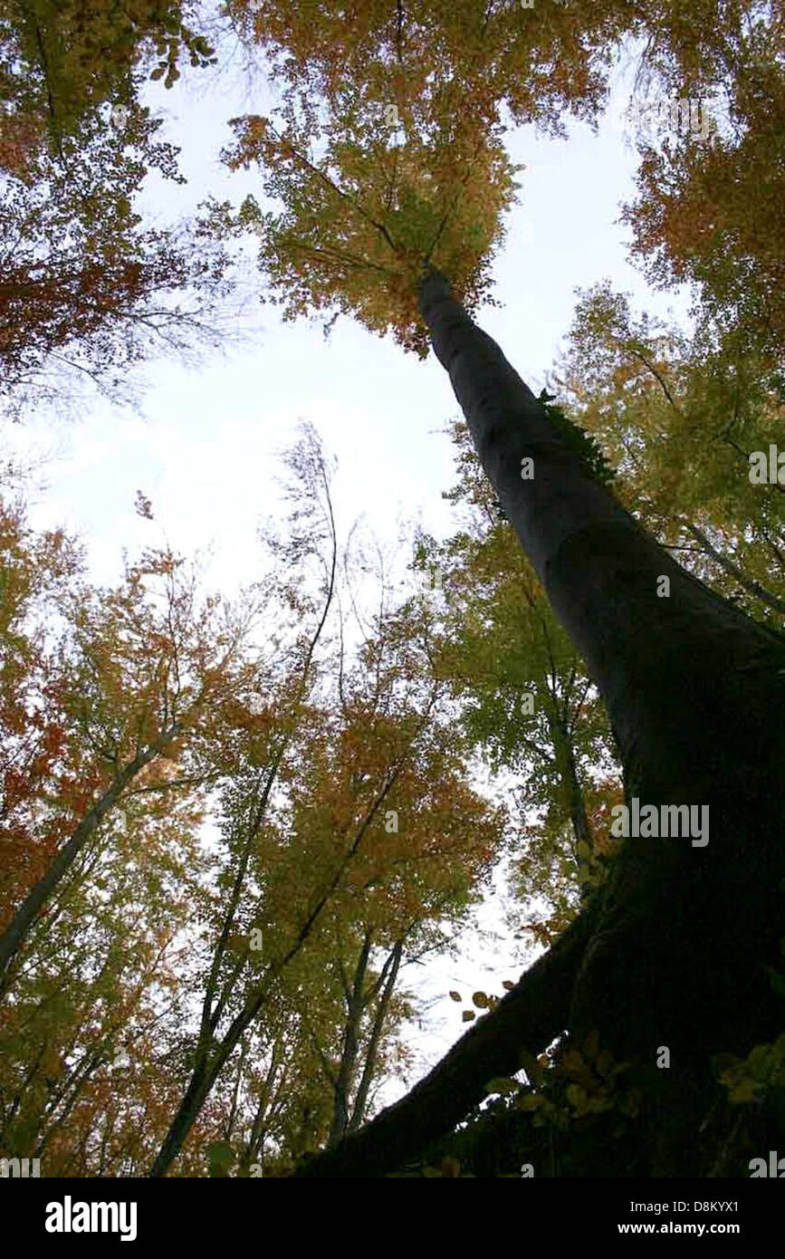A peaceful scene under a large tree in a forest, showcasing the lush ...