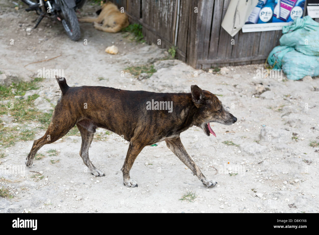 Stray Dog near Moalboal on Cebu Island, Philippines Stock Photo - Alamy