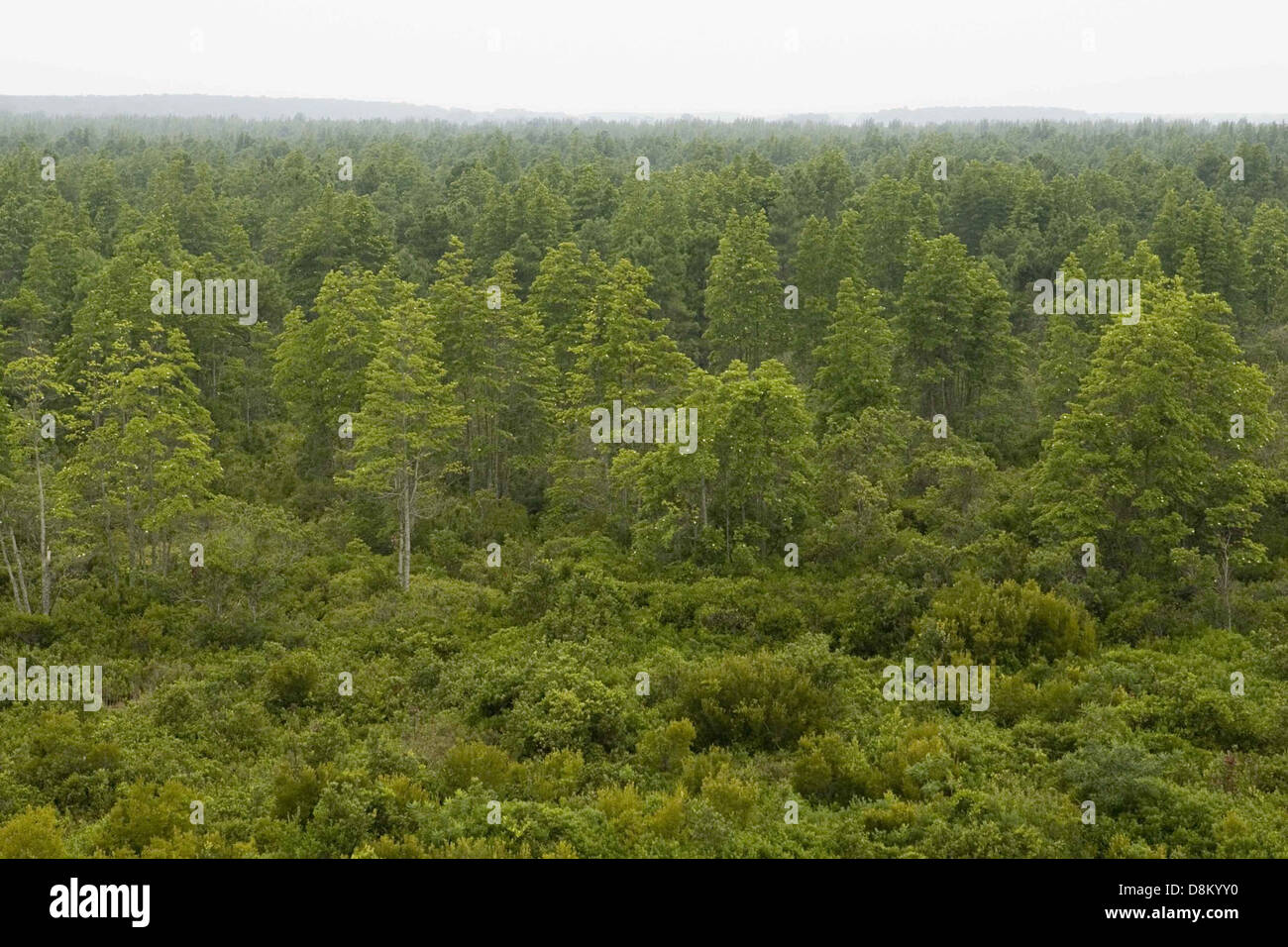 A view of a lush green forest is seen from the top of an observation ...