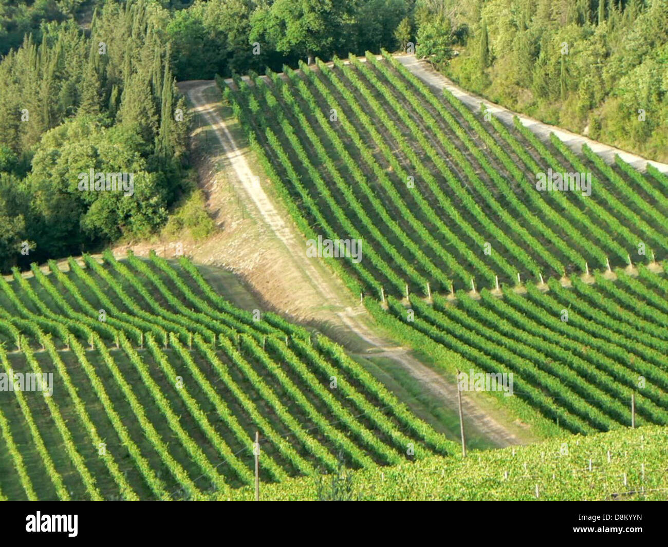 A vast vineyard stretches across the landscape, with rows of grapevines ...