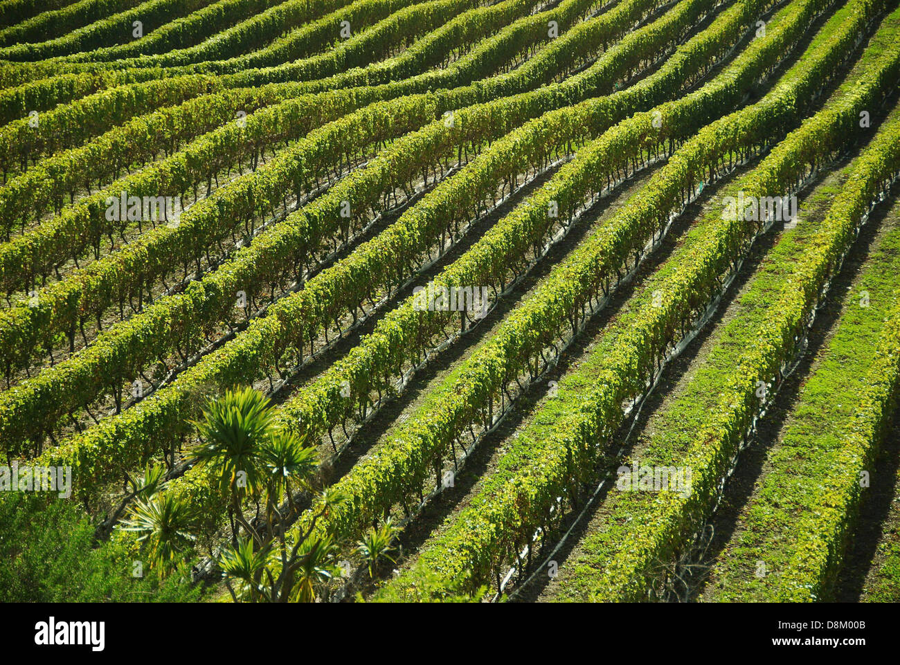 Green grapevines growing across hi-res stock photography and images - Alamy