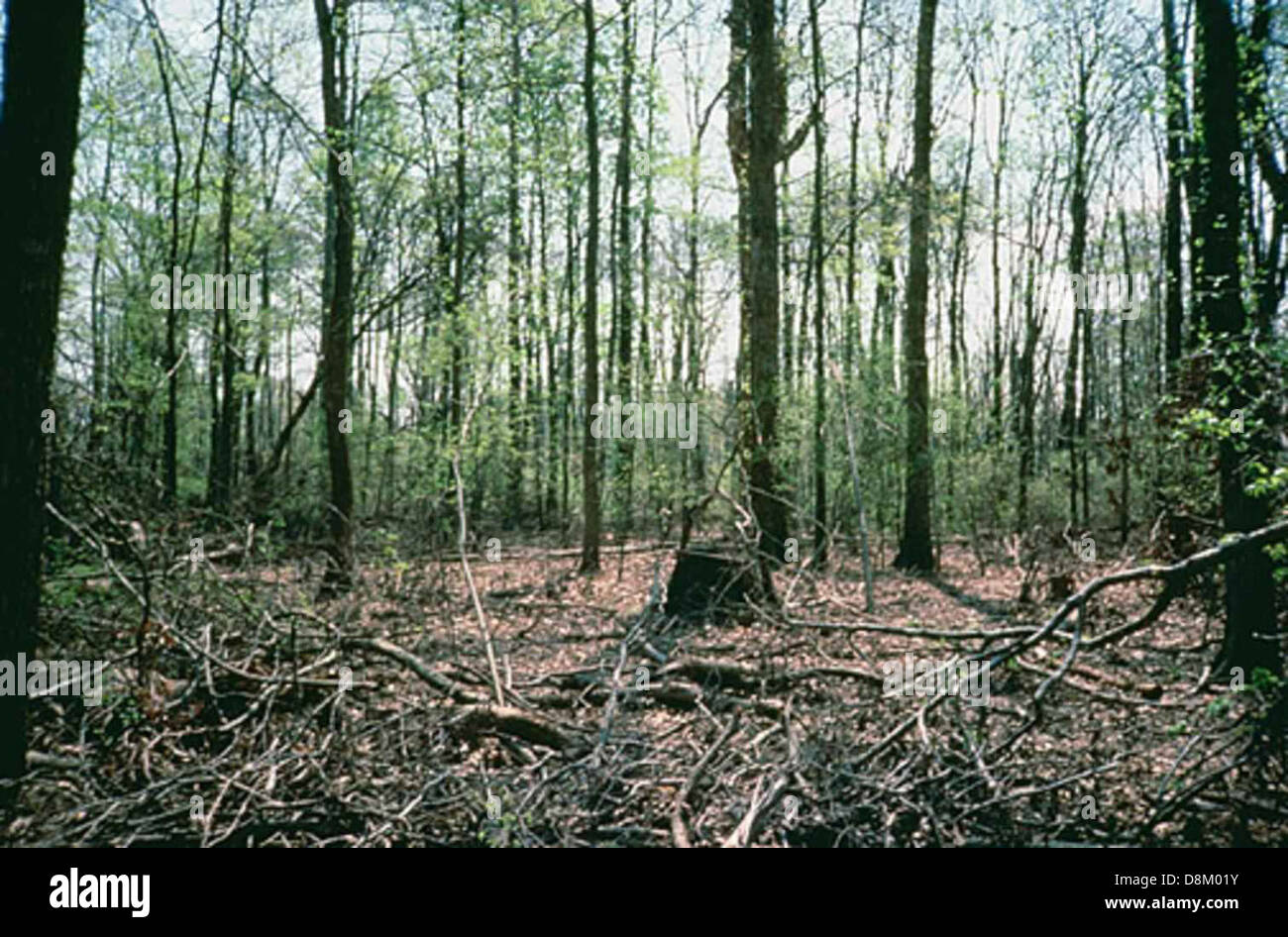 Wetlands and forest Stock Photo - Alamy