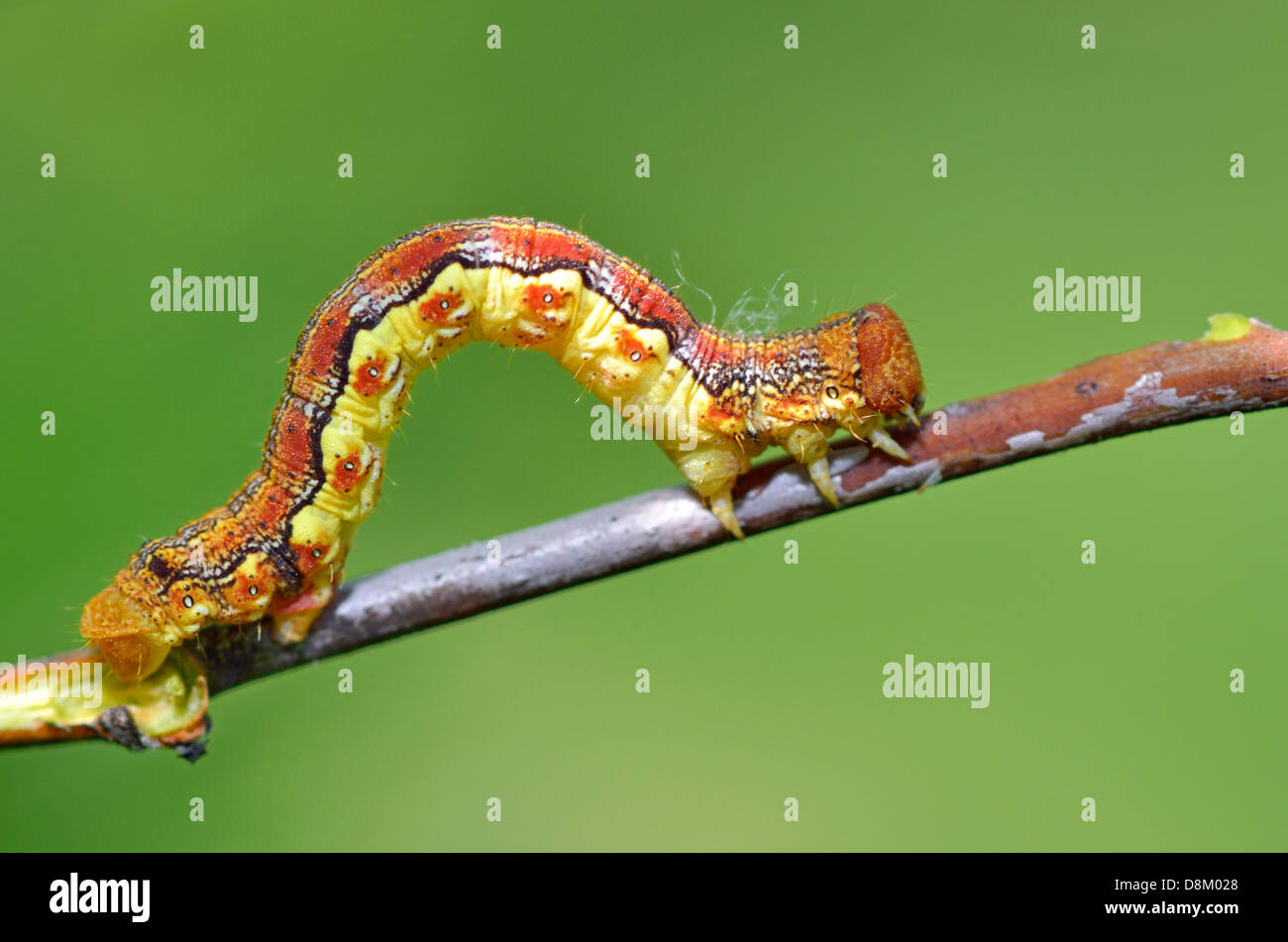 Caterpillar macro shoot in forest Stock Photo - Alamy