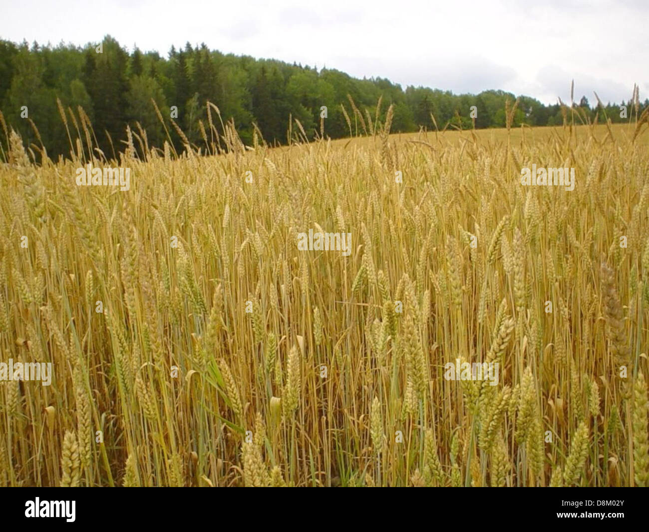 A wide field of ripening wheat ready for harvest. The golden color of ...
