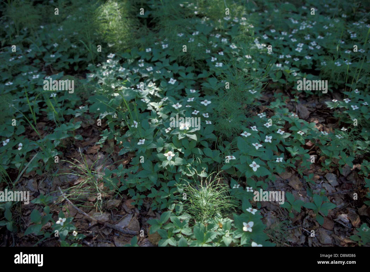 A close-up of small white flowers native to Alaska, with delicate ...