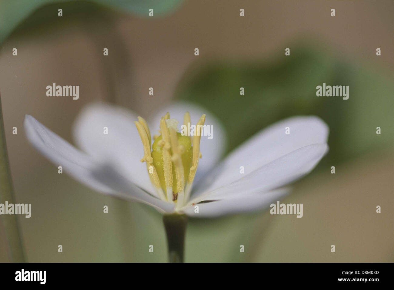 Two distinct flower species hi-res stock photography and images - Alamy