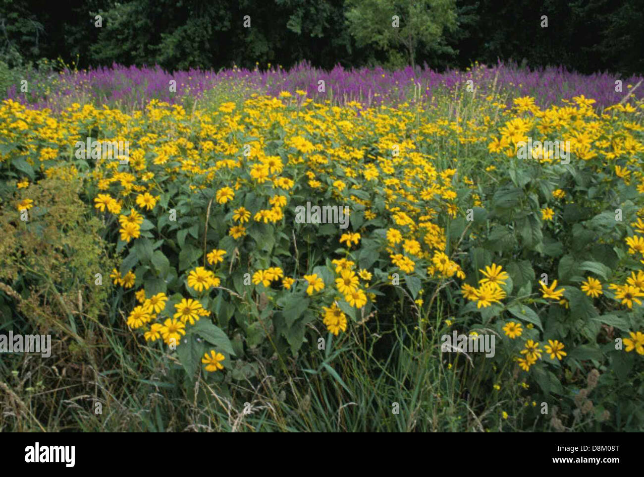 The image shows wildflowers growing alongside the invasive species ...