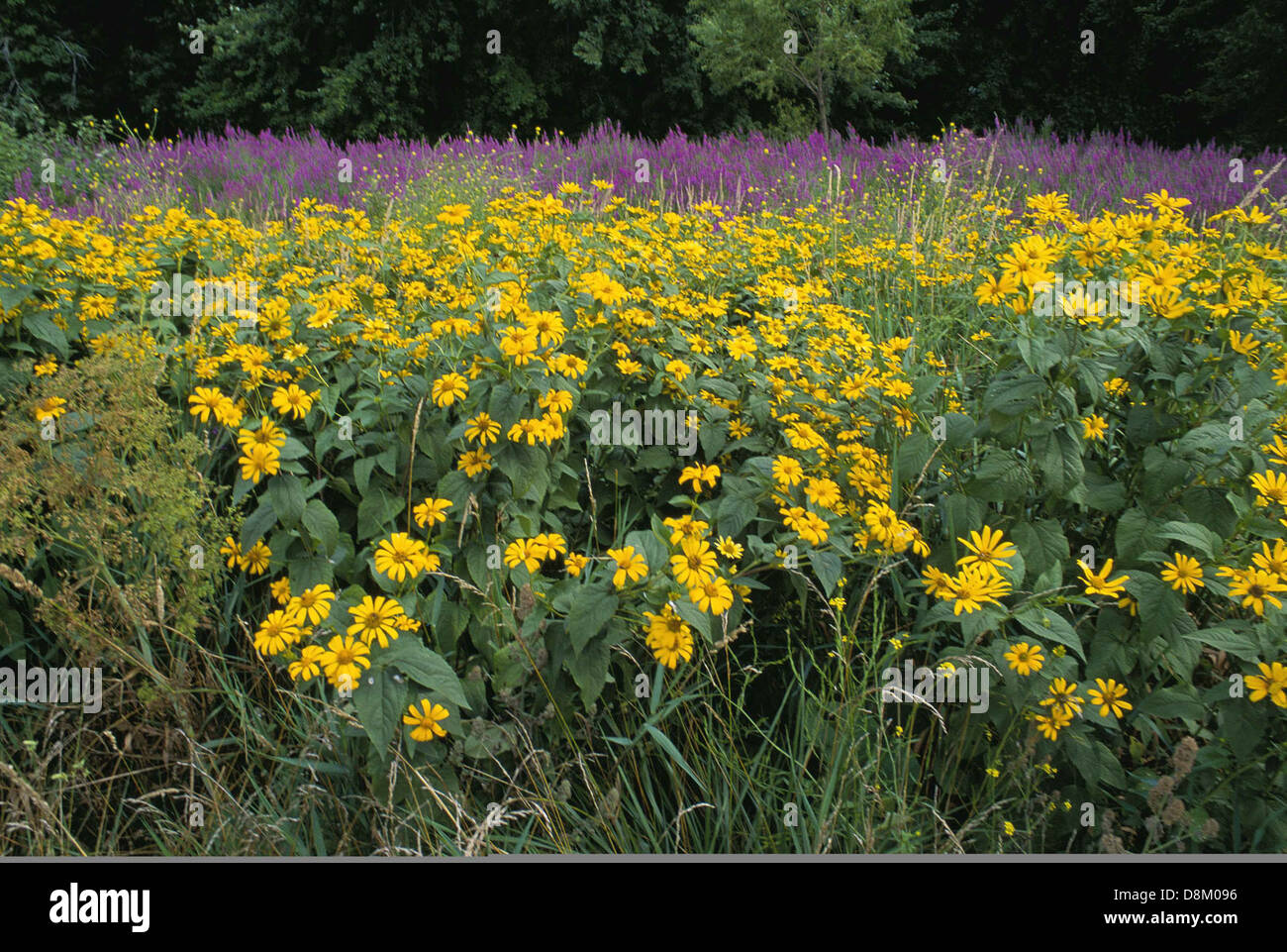 Wildflowers grow alongside purple loosestrife, an invasive species, in ...