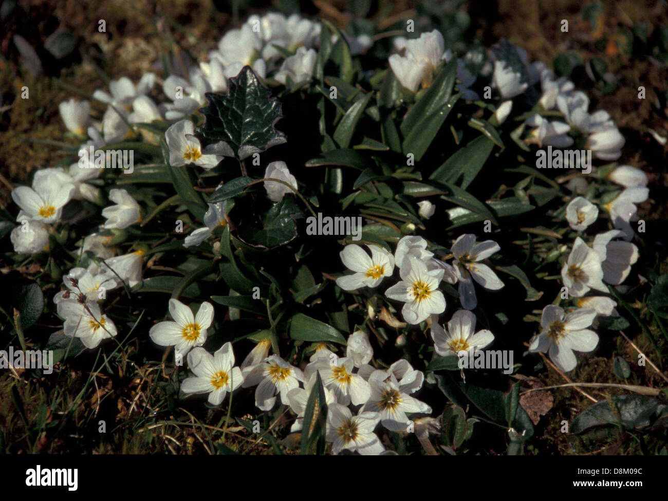 Wildflowers claytonia claytonia acutifolia Stock Photo - Alamy