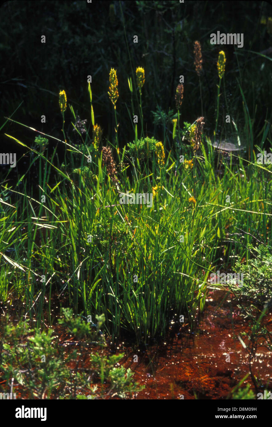 Wildflowers bloom in a bog during spring, adding vibrant color to the ...