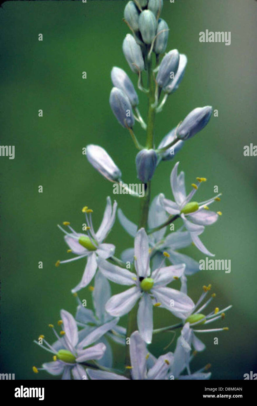 The image shows a wild hyacinth plant (Camassia scilloides) in bloom ...