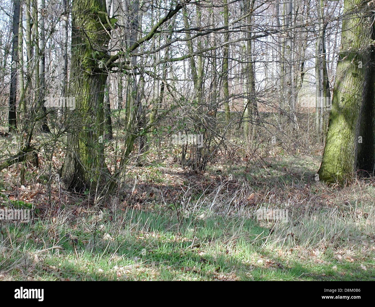 A dense and untamed forest filled with tall trees, thick undergrowth, and natural elements. This ...