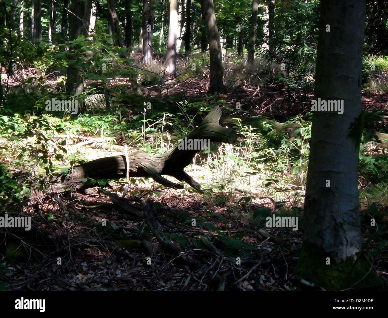 A serene woodland landscape featuring tall trees, dense underbrush, and ...