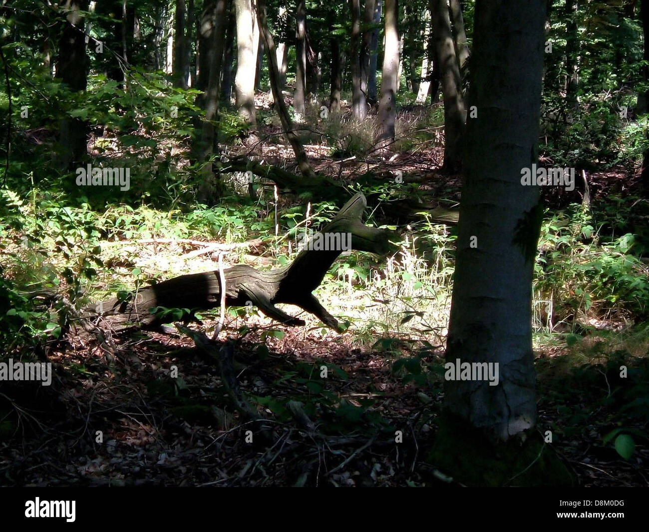A peaceful woodland scene featuring trees, foliage, and a serene forest ...